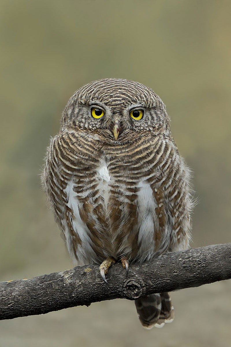 Birds Of Sattal | Nature inFocus