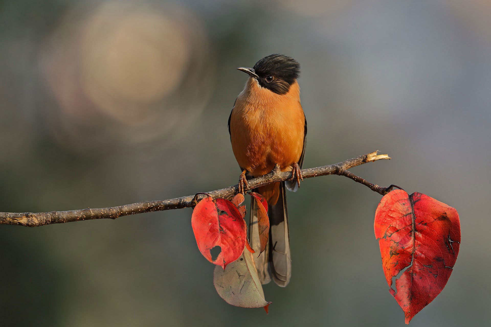 Birds Of Sattal | Nature inFocus