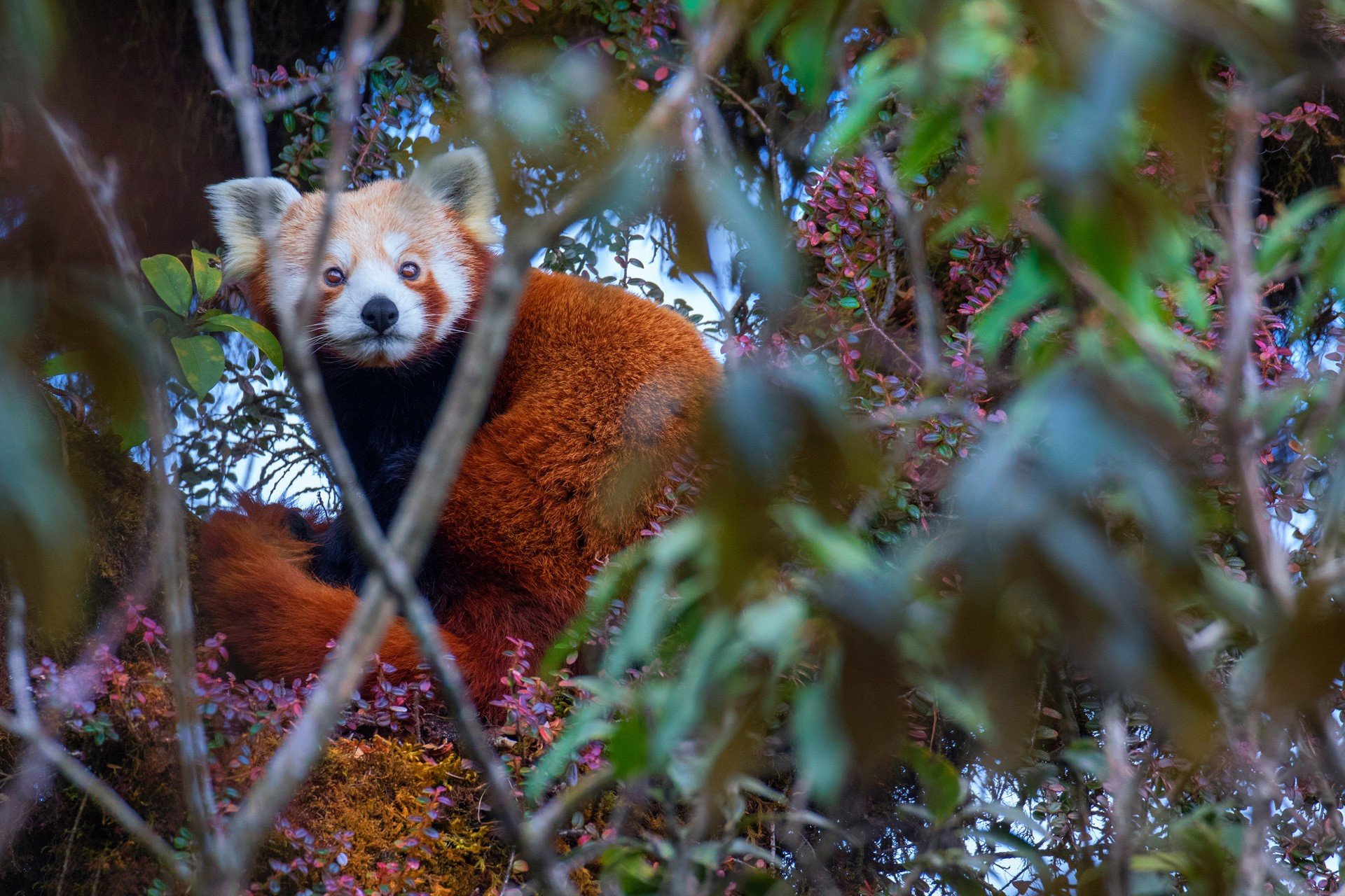 Red Panda: The Firefox Of Our Forests | Nature inFocus