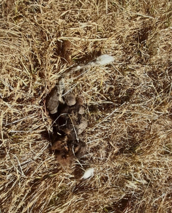Running Into Snow Leopards At Rudragaira | Nature inFocus