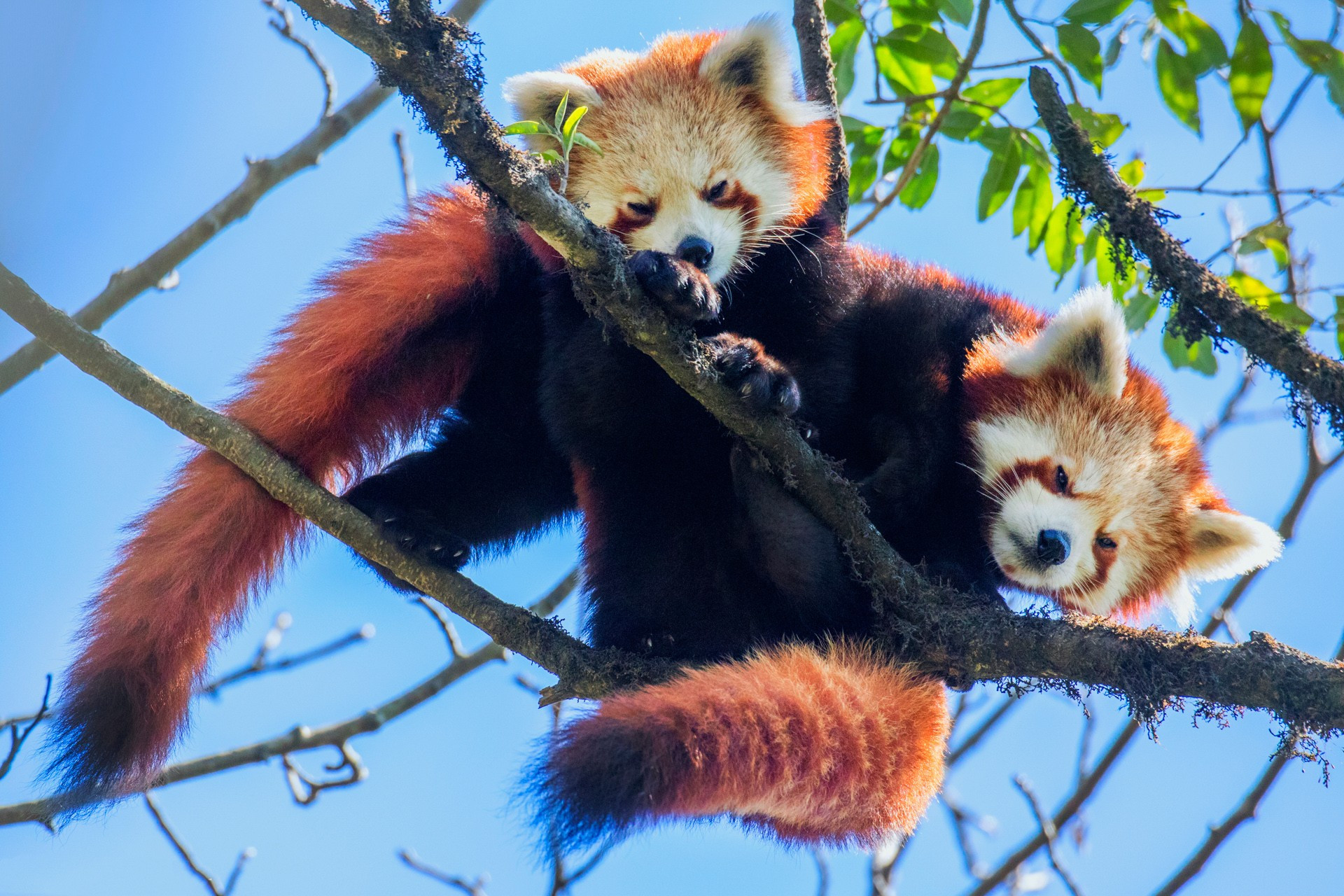 Red Panda: The Firefox Of Our Forests | Nature inFocus