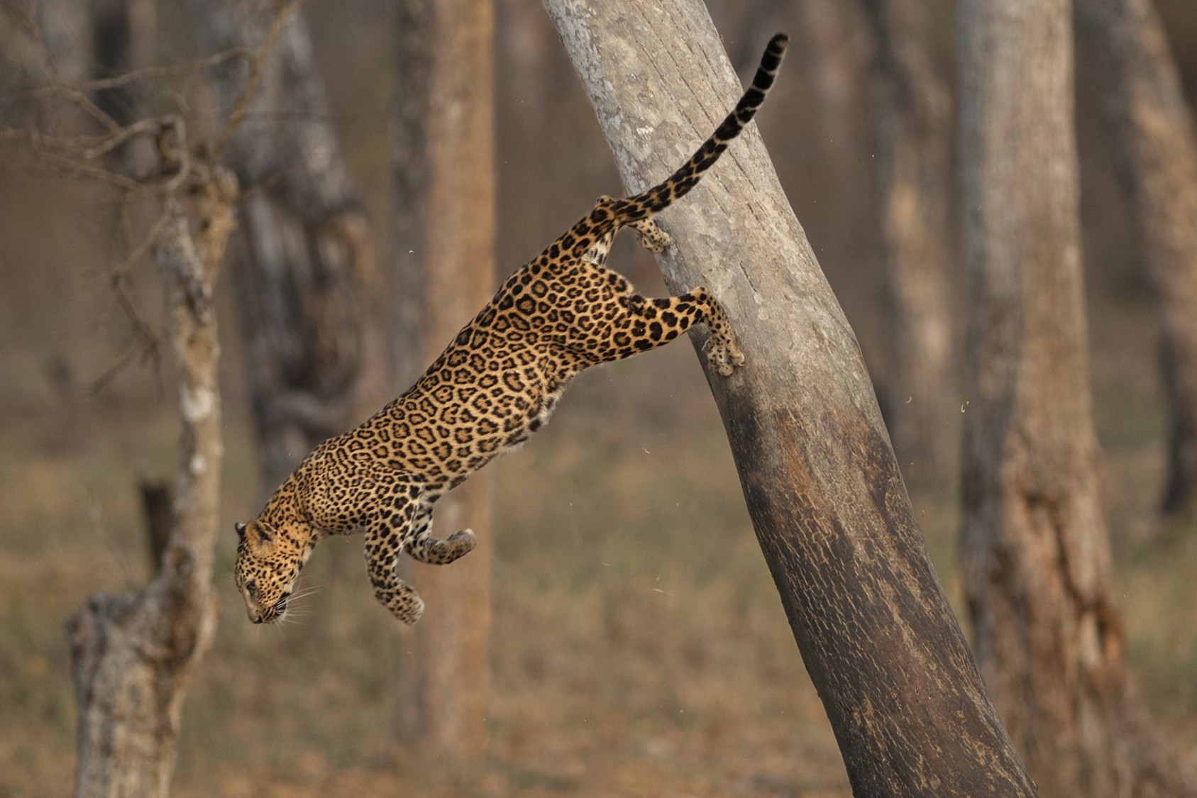 A Forest In 12 Frames - slide8 | Nature inFocus