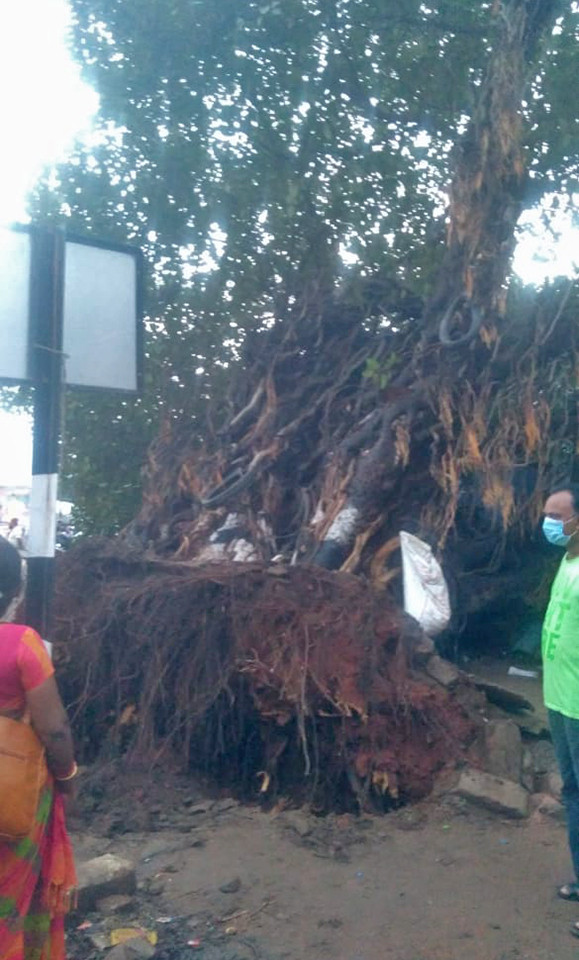 A Stop By The Banyan Tree | Nature inFocus