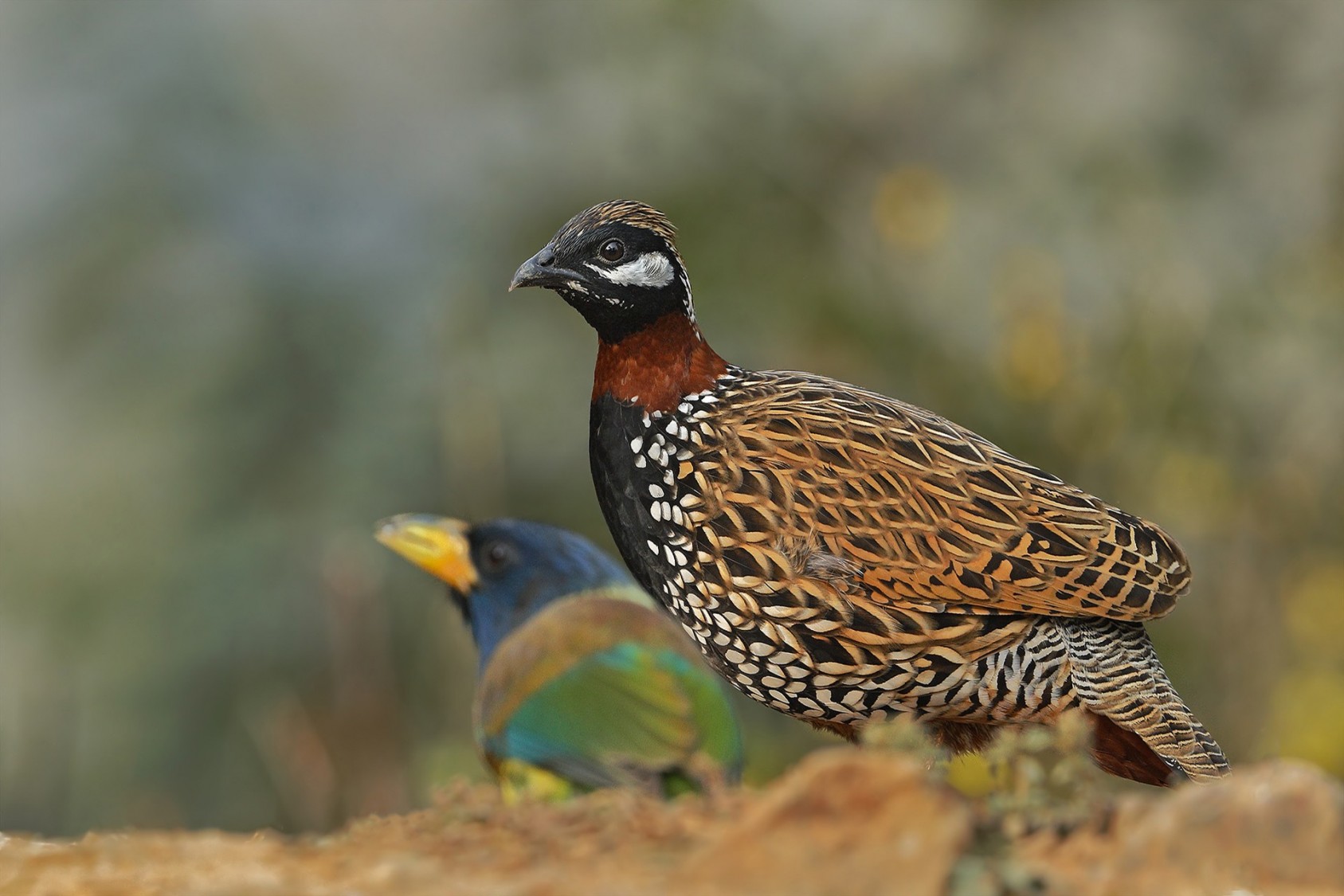 Birds Of Sattal - slide1 | Nature inFocus