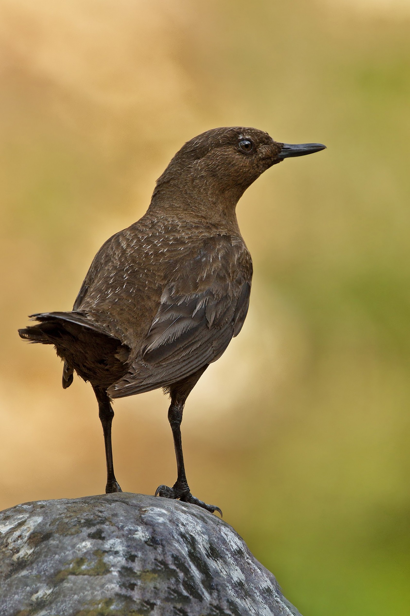 Birds Of Sattal - slide7 | Nature inFocus