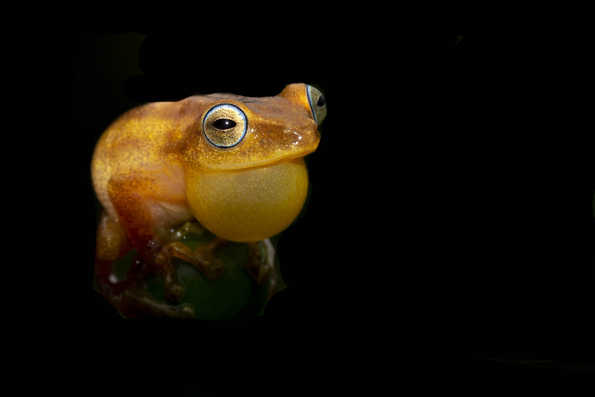 Combing For Frogs In Coorg | Nature inFocus