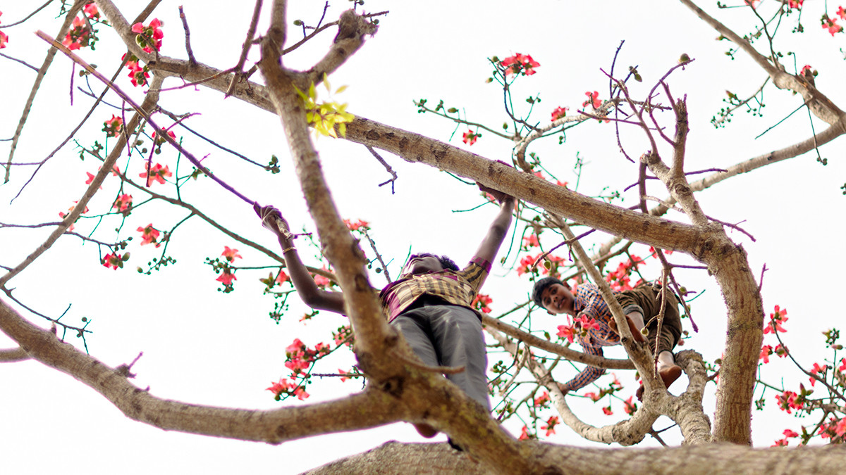 Singing the Forest Songs | Nature inFocus