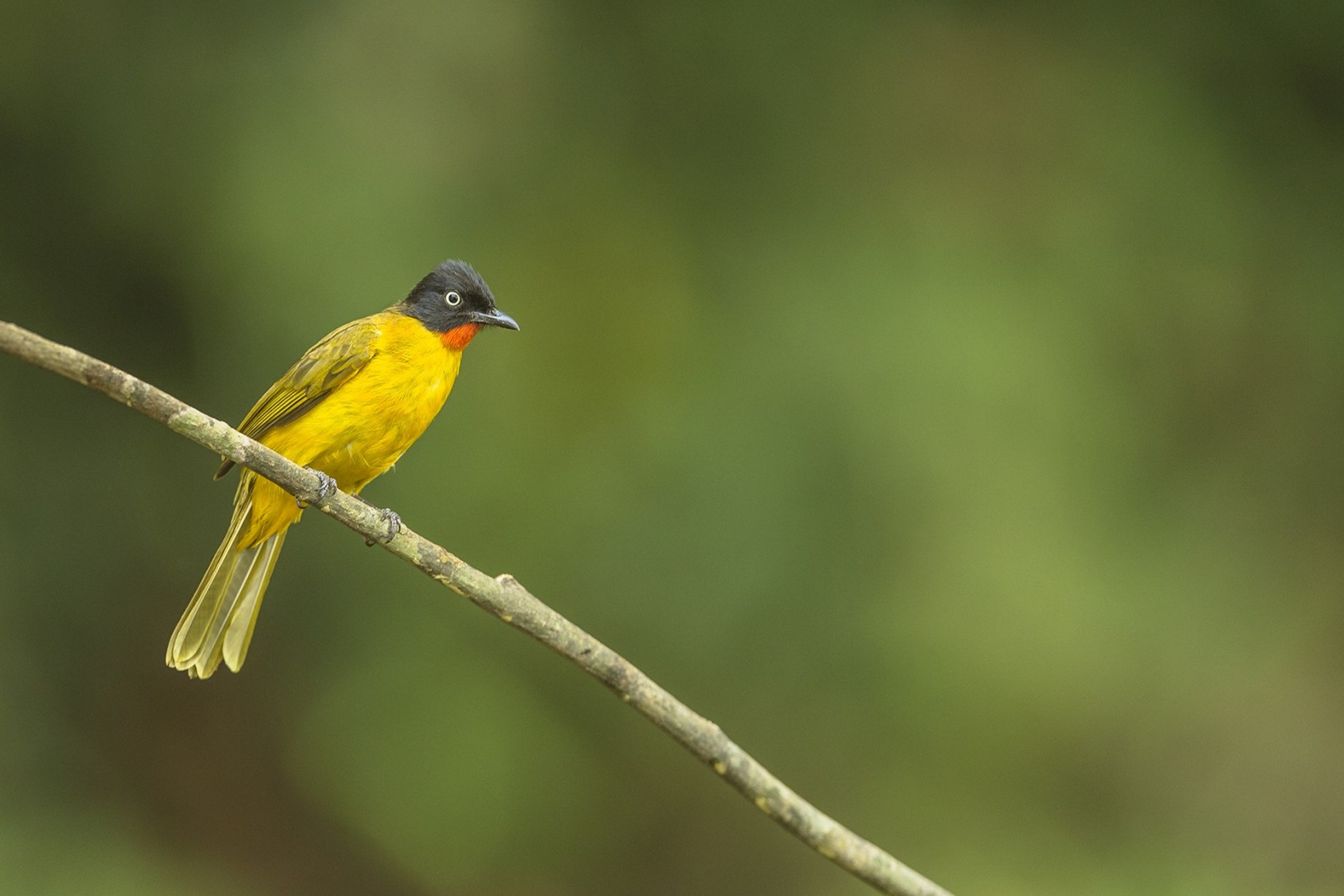 Birding In God’s Own Country - slide2 | Nature inFocus