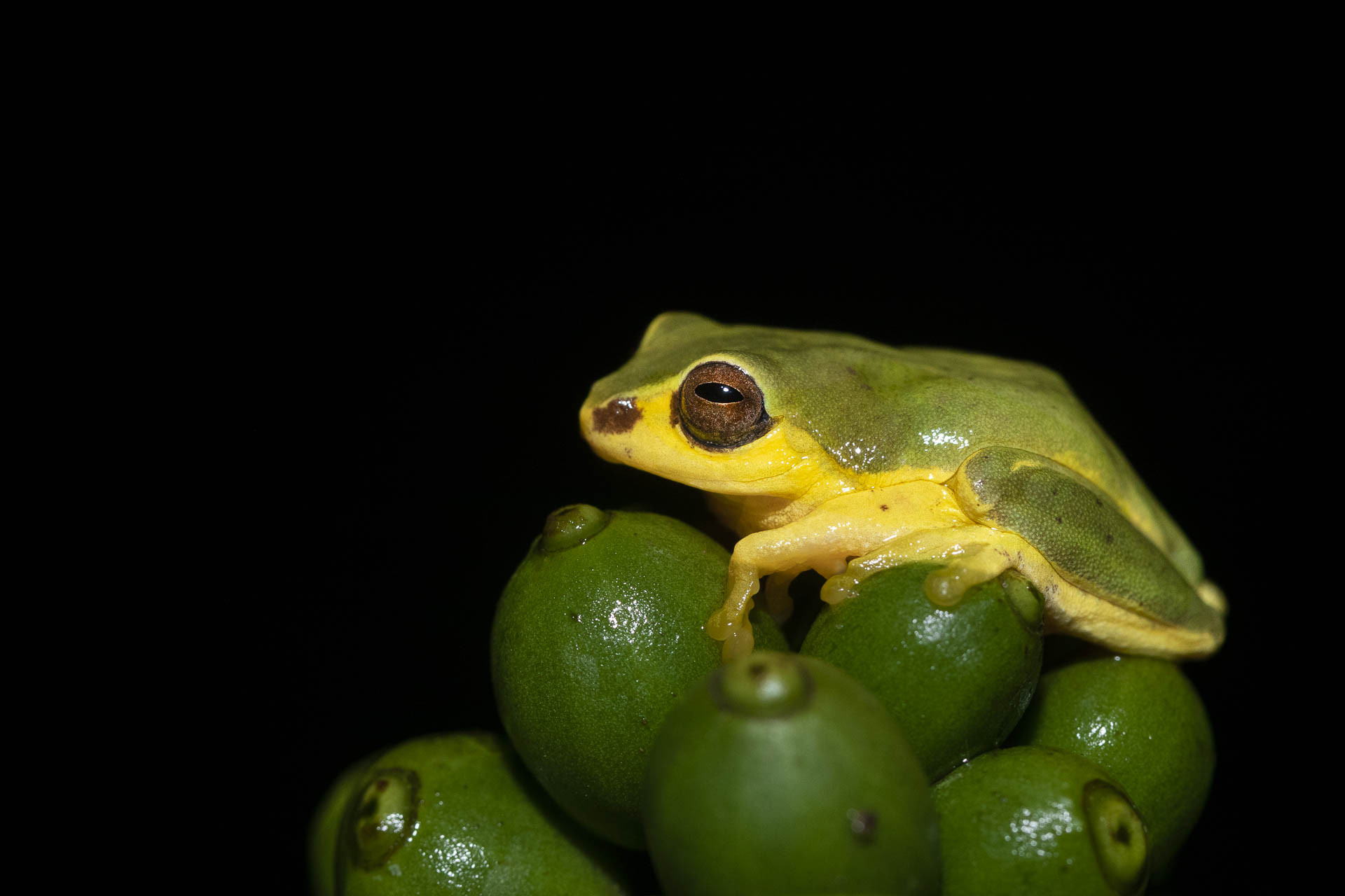 Combing For Frogs In Coorg | Nature inFocus