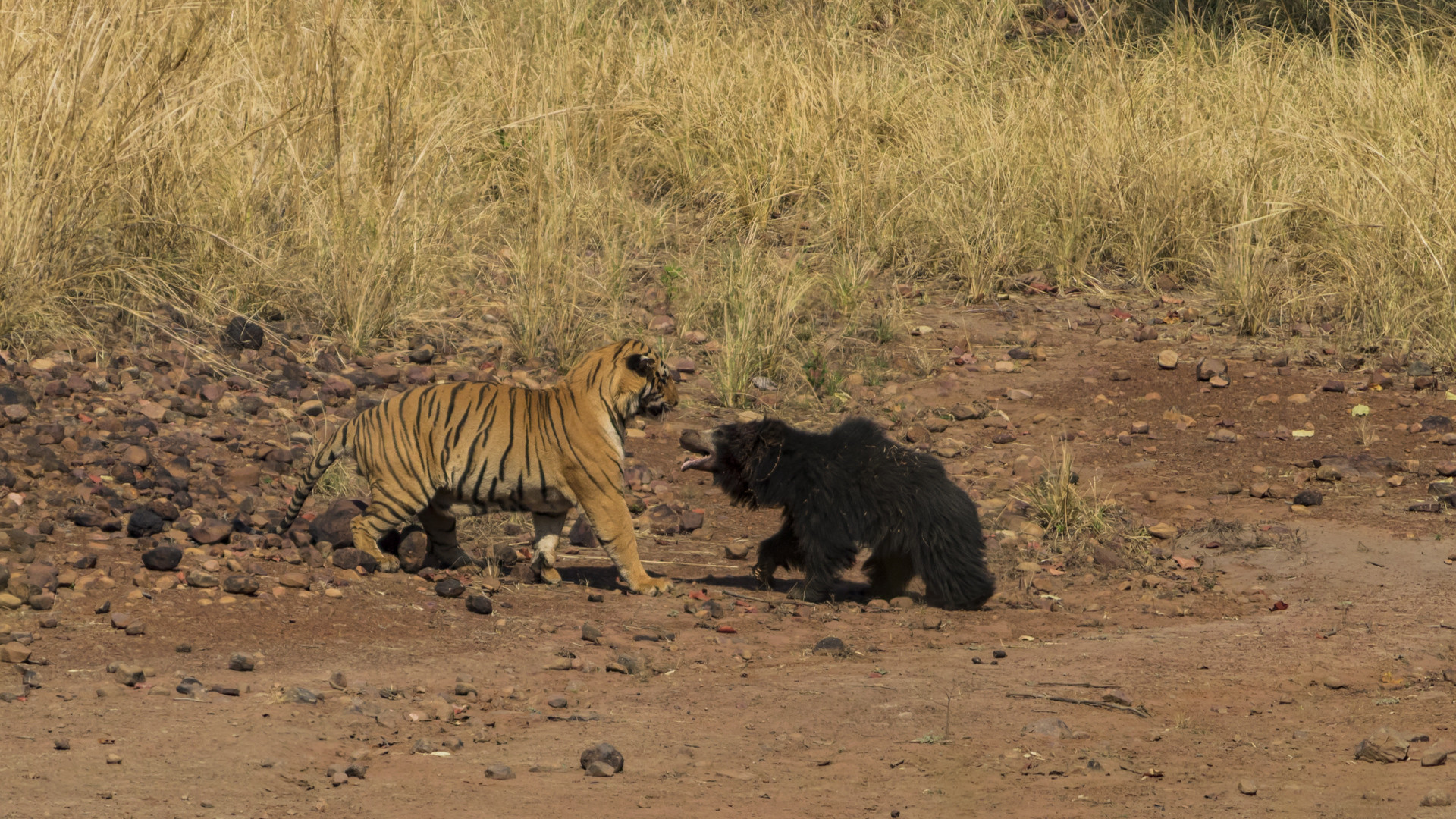 Battle Of Behemoths: Sloth Bear Vs Tiger | Nature inFocus