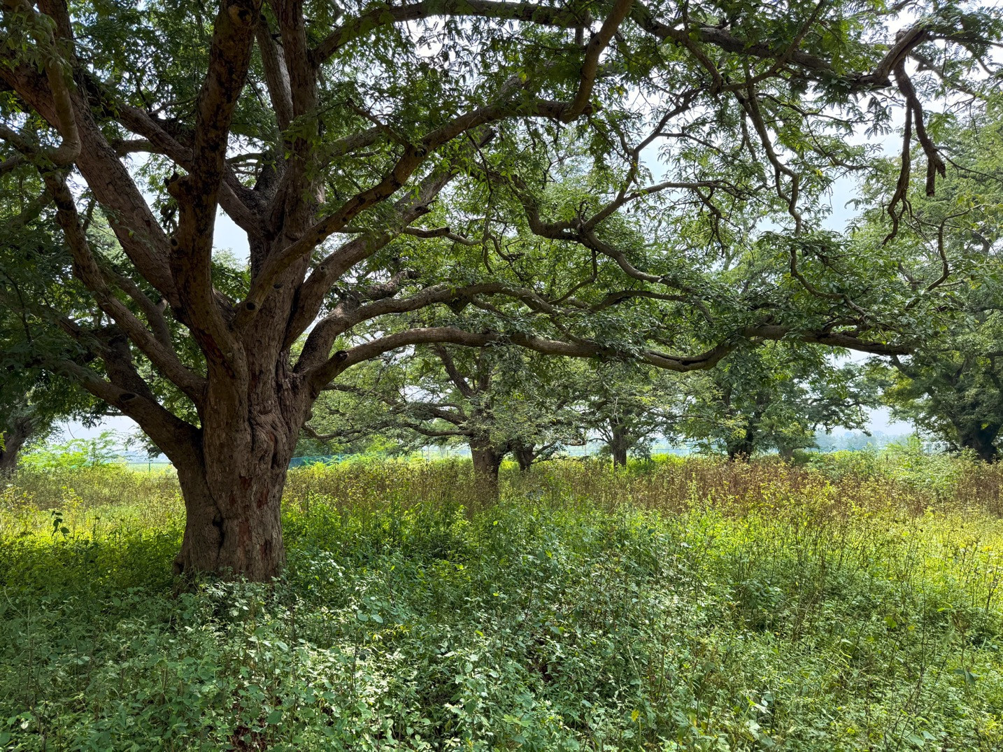 The Ancient Tamarind Trees of Nallur | Nature inFocus