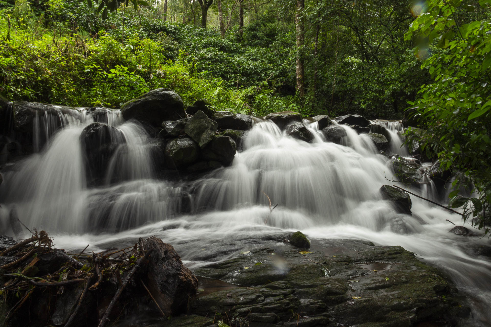 Combing For Frogs In Coorg | Nature inFocus