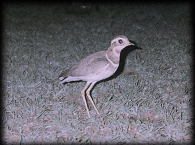 Jerdon's Courser | Nature inFocus