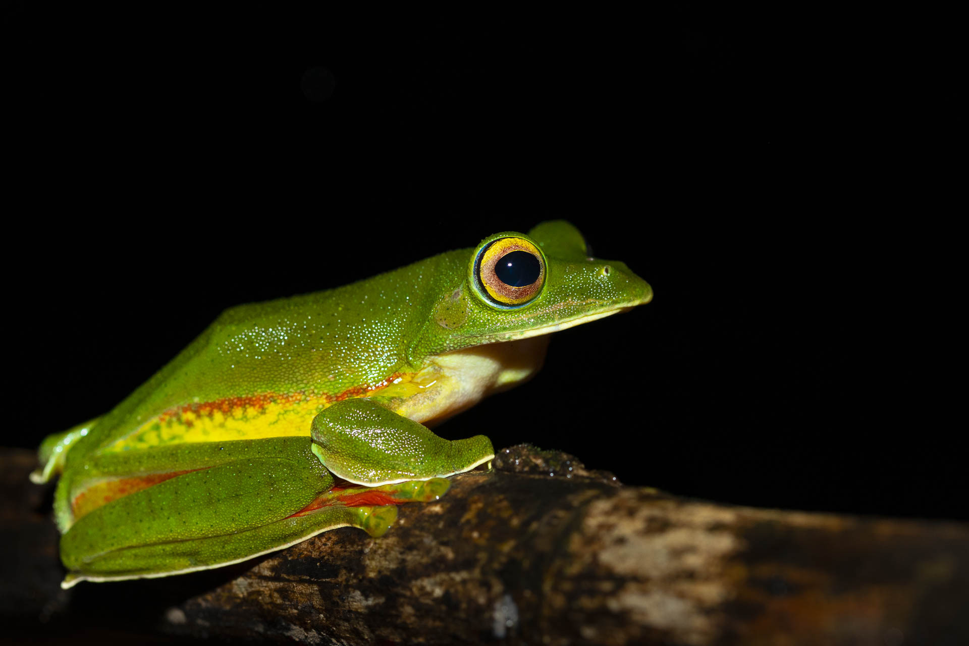 Combing For Frogs In Coorg | Nature inFocus