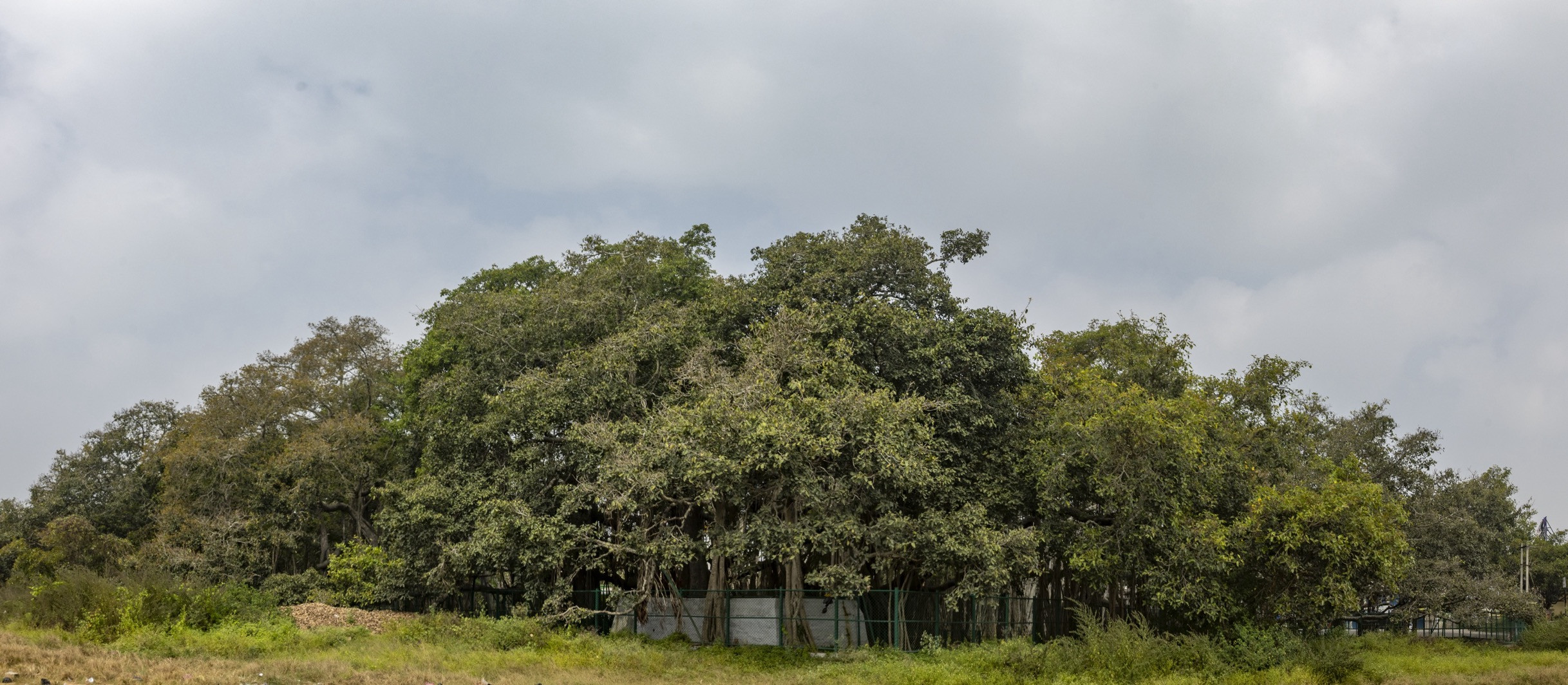 Three Trees, Three Stories | Nature inFocus