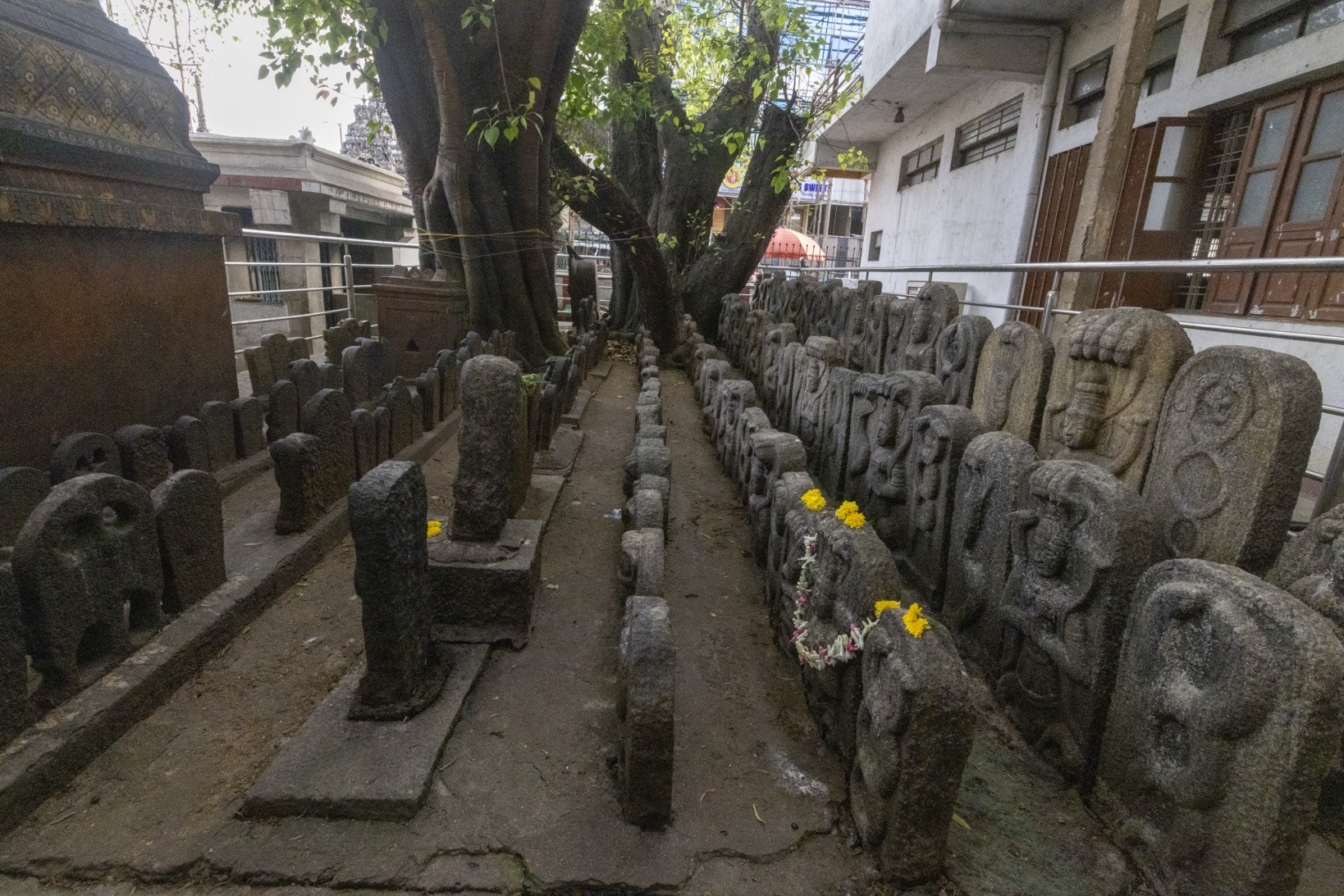 Three Trees, Three Stories | Nature inFocus