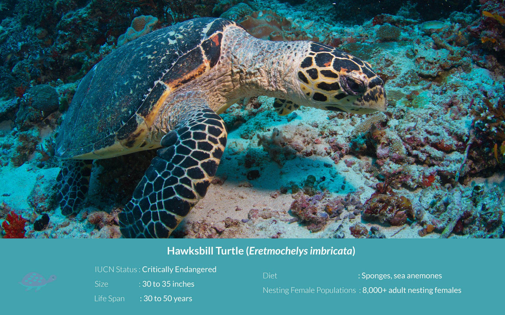 Shell I Compare Thee? | Nature inFocus