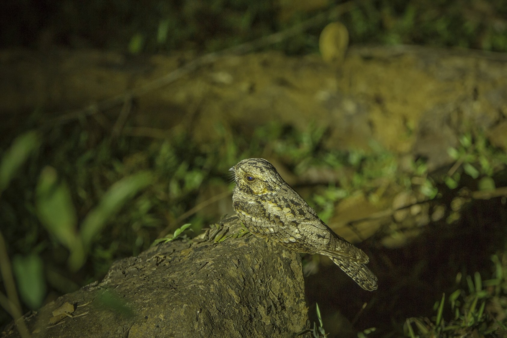 Birding In God’s Own Country - slide11 | Nature inFocus