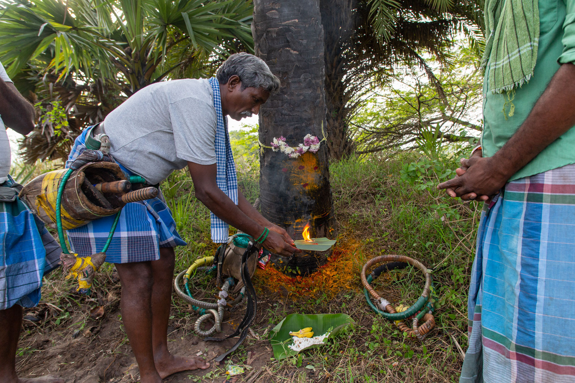 A Tree that Transcends Time | Nature inFocus