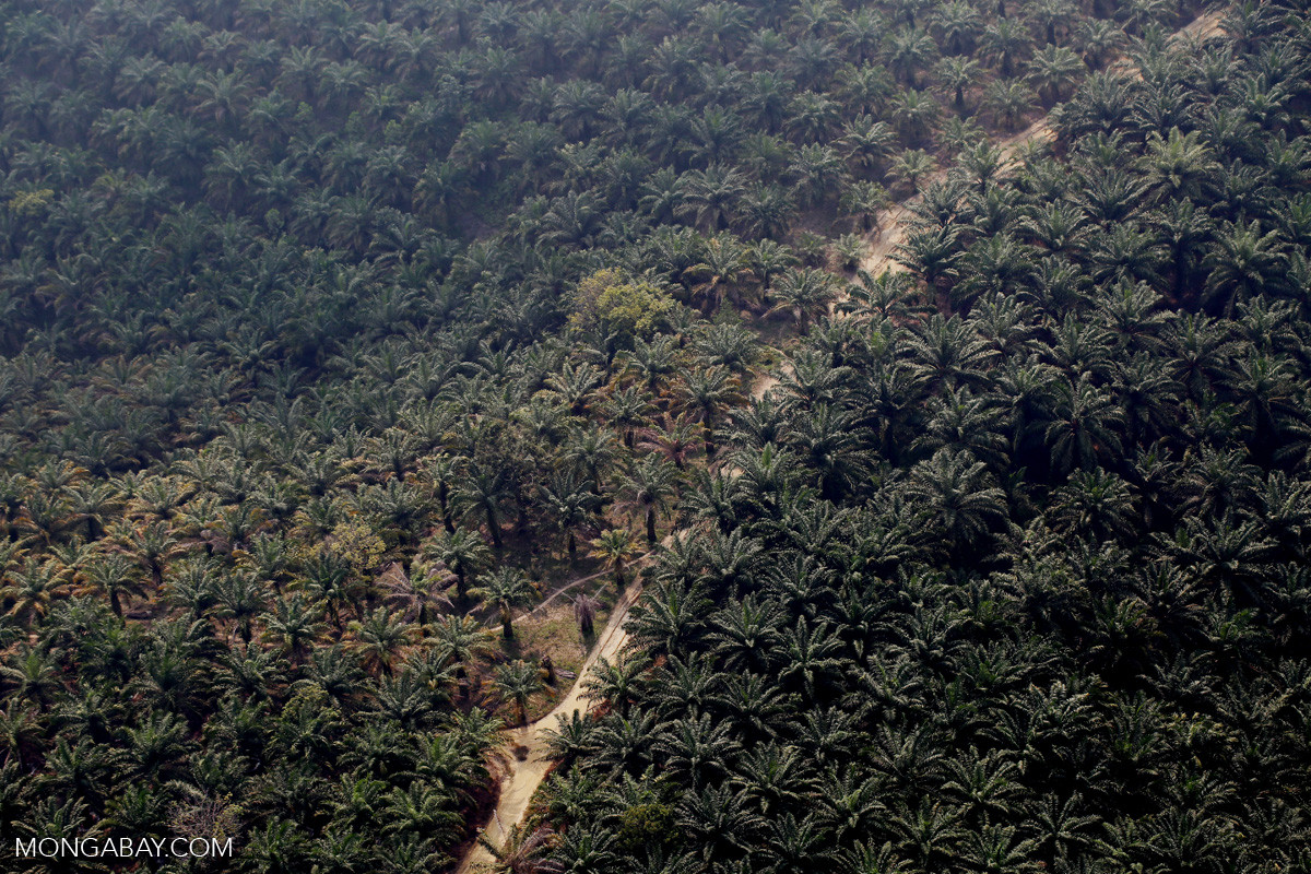 India's Push For Oil Palm Cultivation Despite Environmental And ...