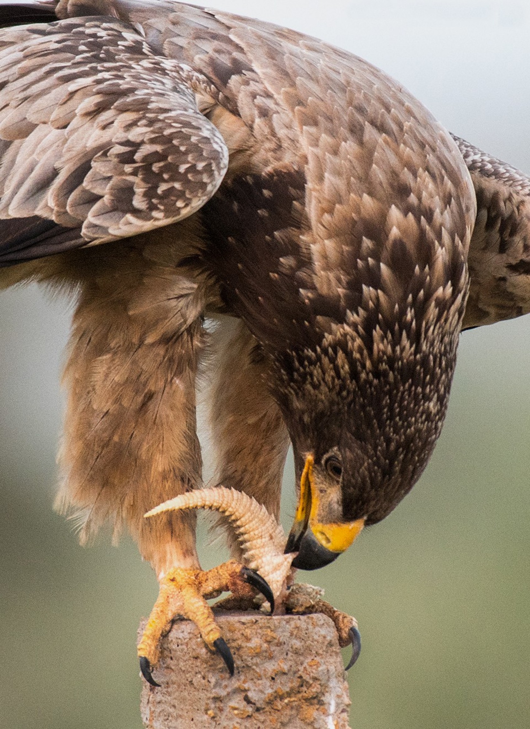 Desert National Park: Not So Deserted - slide12 | Nature inFocus
