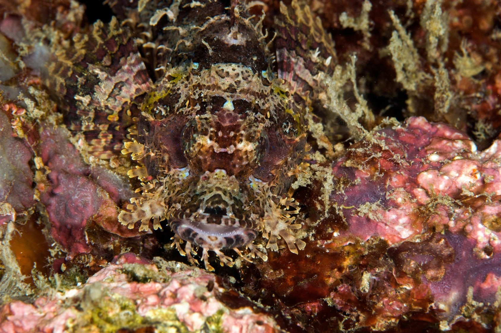 Camouflage Challenge: Now You See Me... - slide10 | Nature inFocus