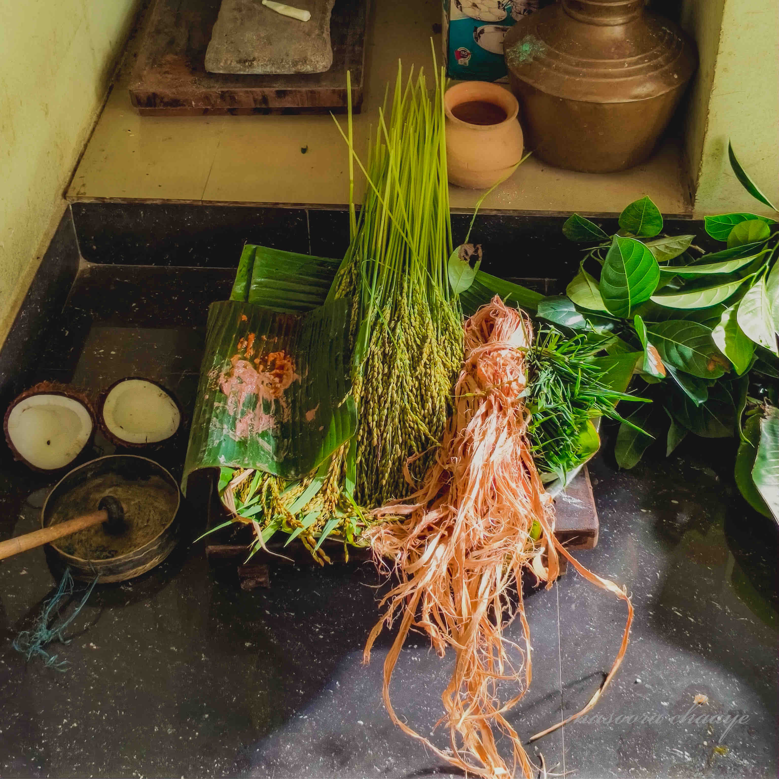 Koral Parbha: Honouring the First Harvest | Nature inFocus