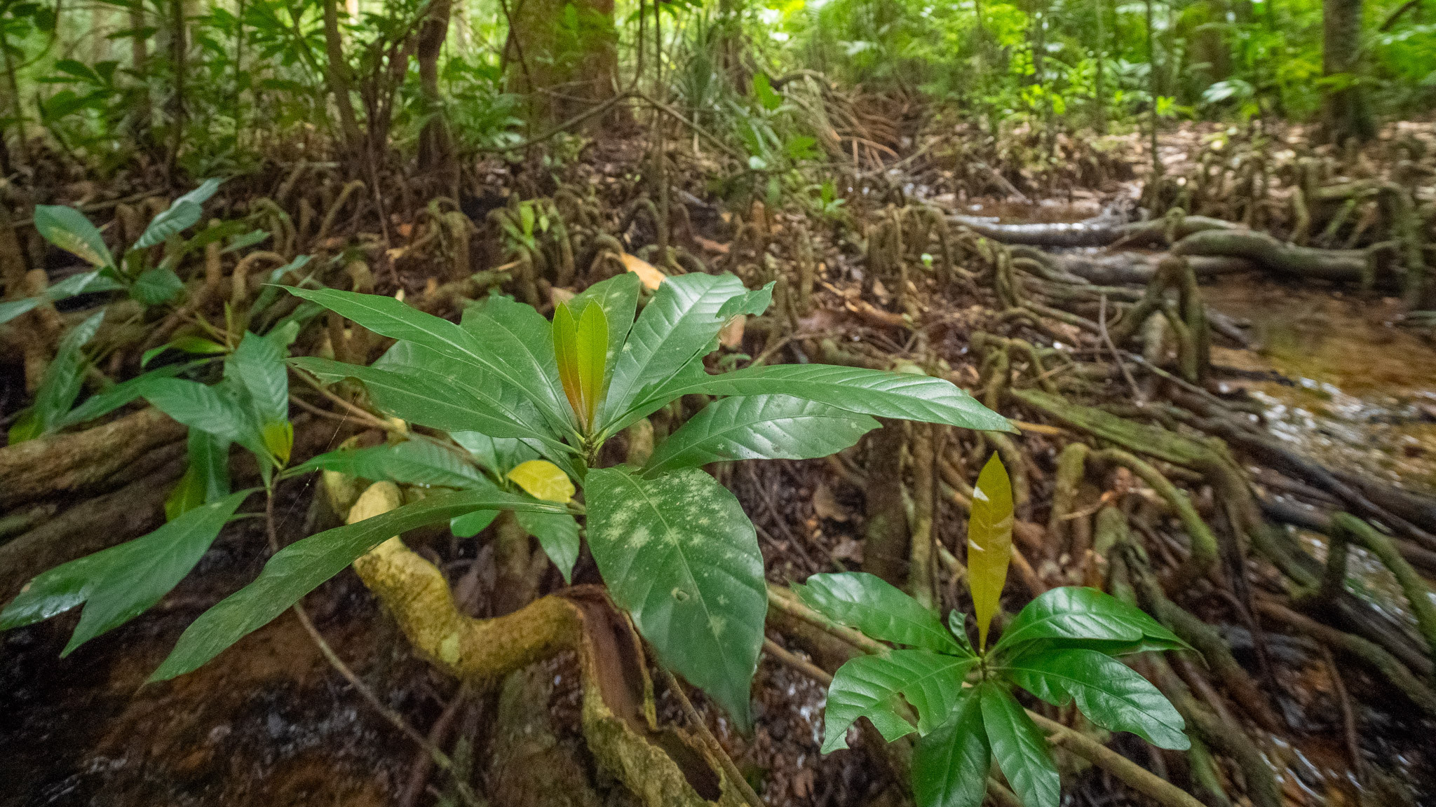 Sacred Spaces of Myristica Swamps | Nature inFocus