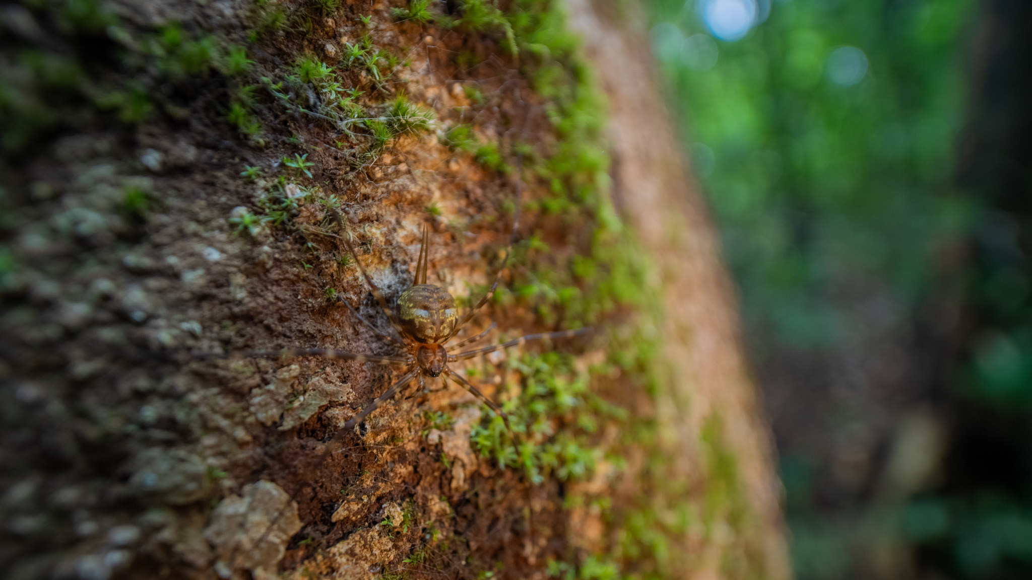 Sacred Spaces of Myristica Swamps | Nature inFocus