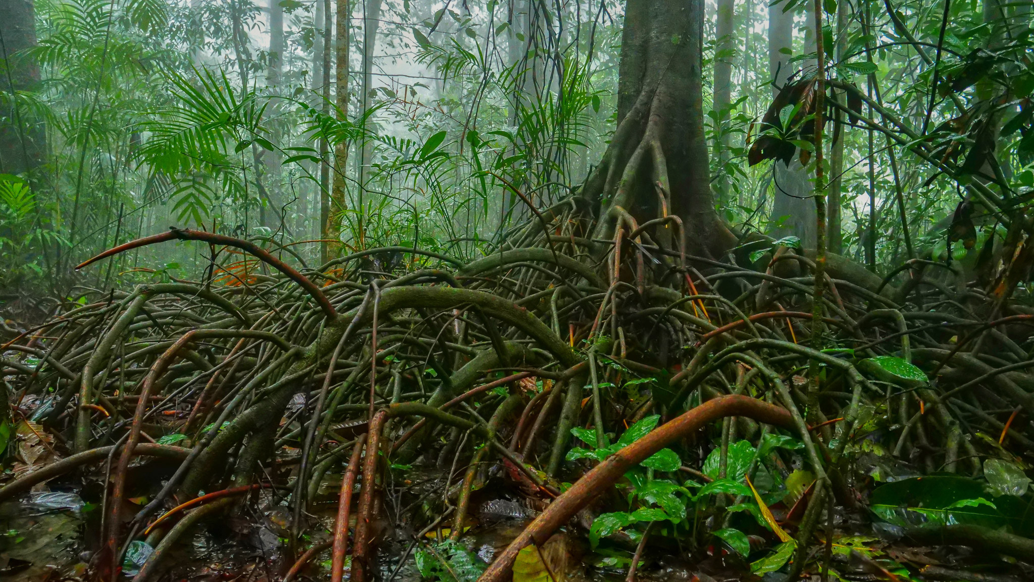 Sacred Spaces of Myristica Swamps | Nature inFocus