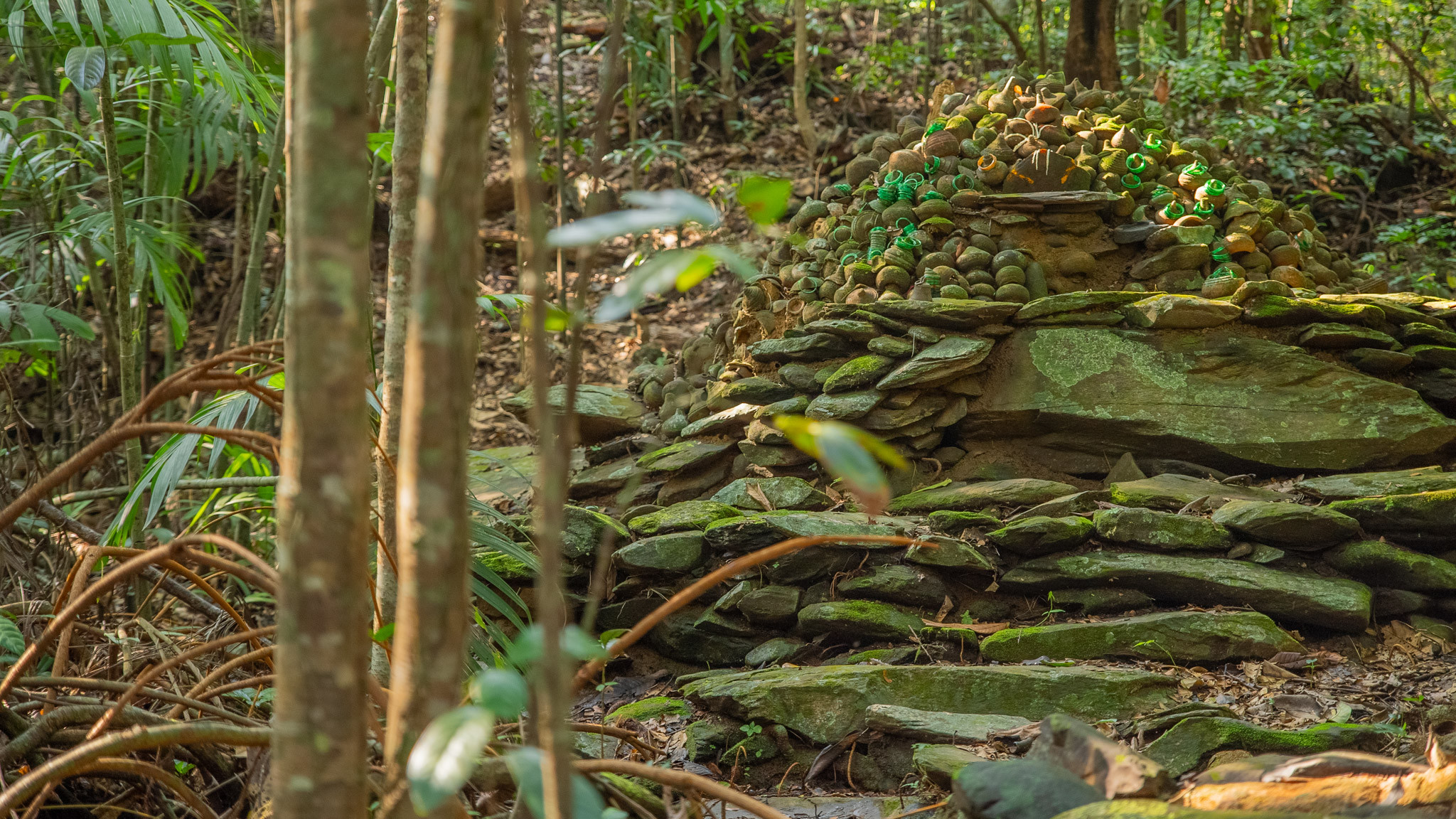 Sacred Spaces of Myristica Swamps | Nature inFocus
