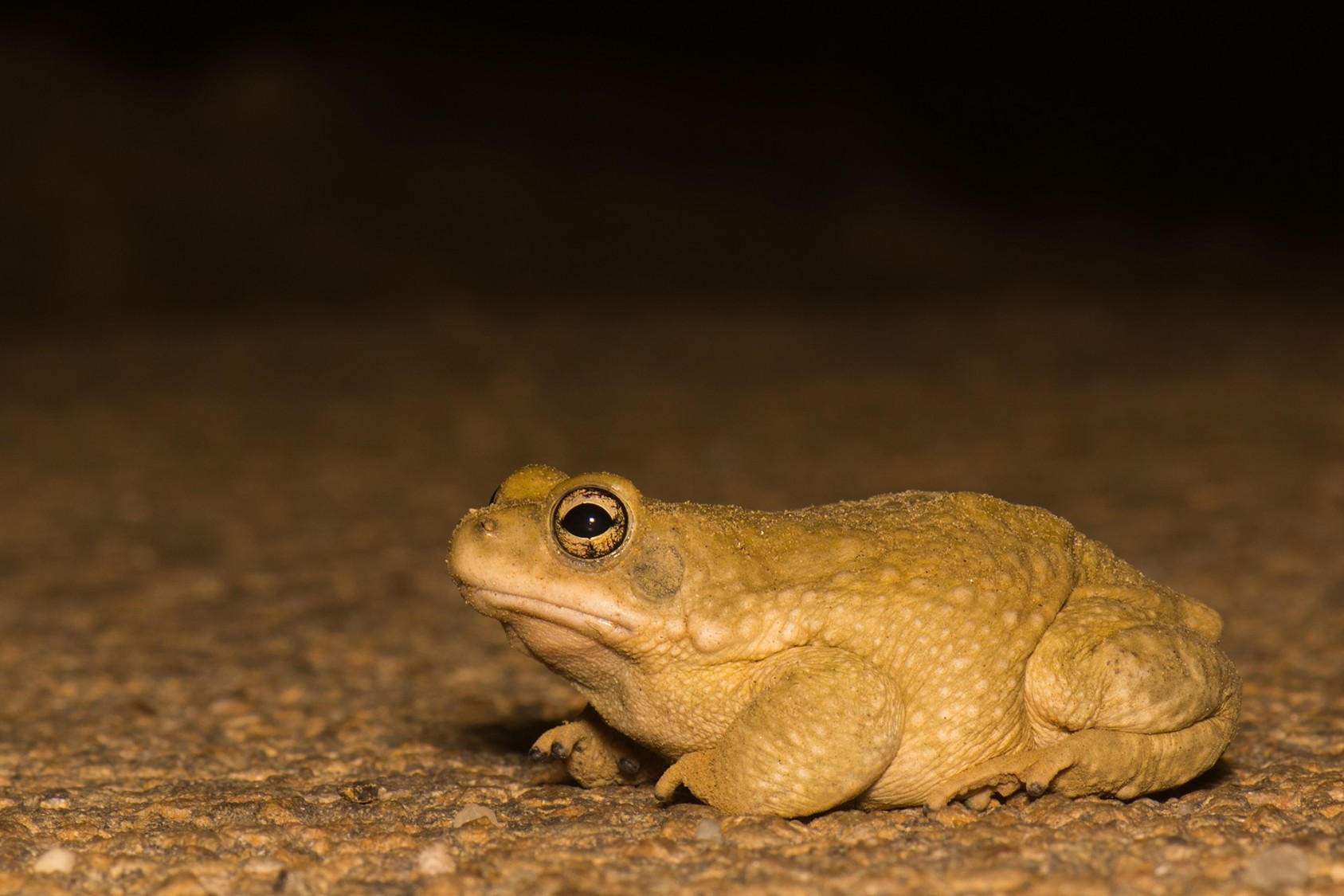 Desert National Park: Not So Deserted - slide5 | Nature inFocus
