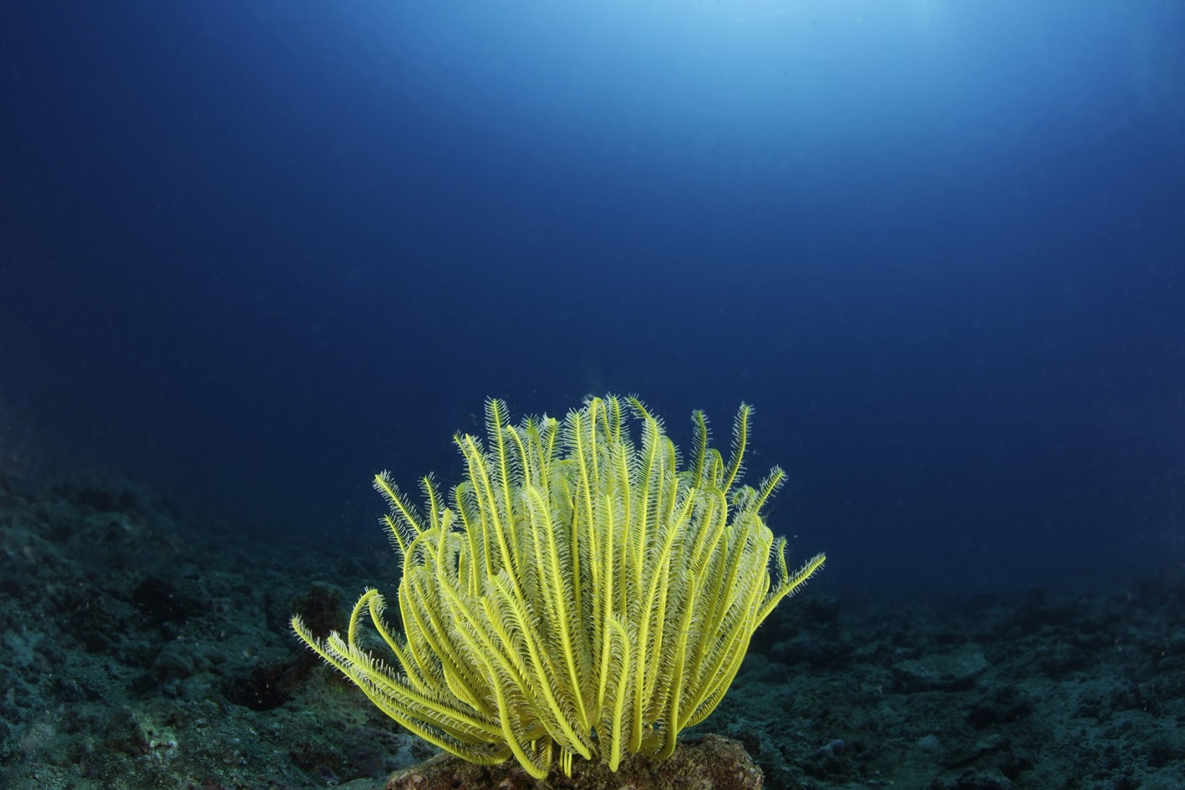 Underwater At The Andamans - slide5 | Nature inFocus