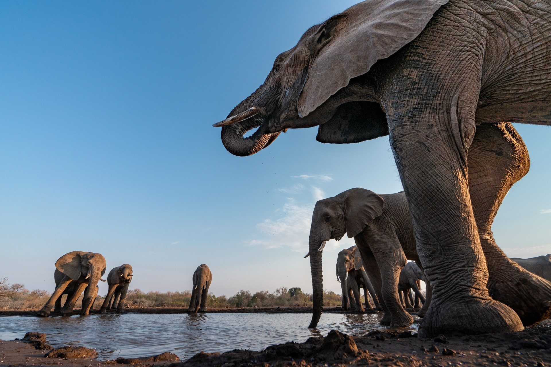 Nature inFocus Photography Awards 2020: The Winners | Nature inFocus