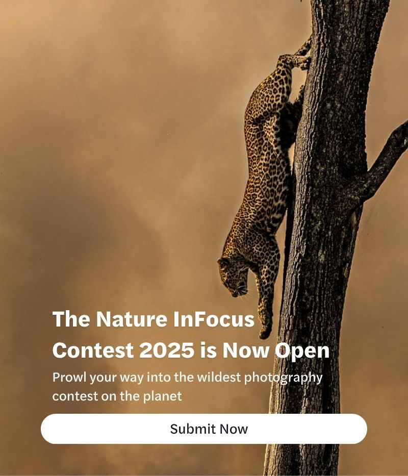 Nature travel, wildlife photography and conservation stories from India | Nature InFocus