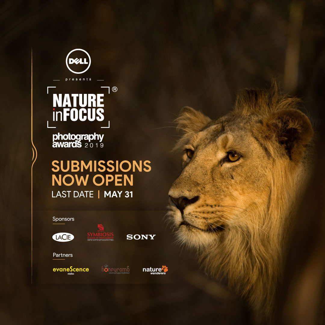 A Portal For Nature Travel/ Tourism, Photography, Wildlife ...