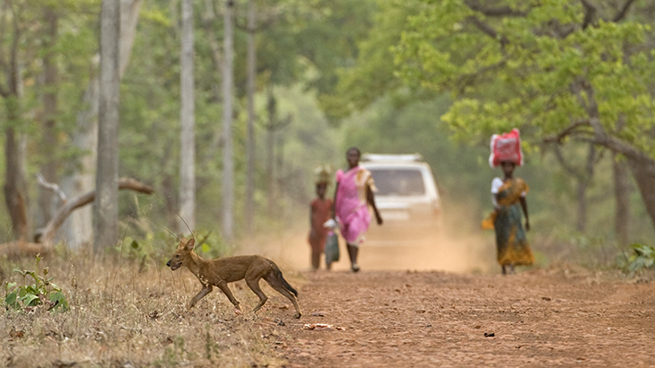 Nature travel, wildlife photography and conservation stories from India ...