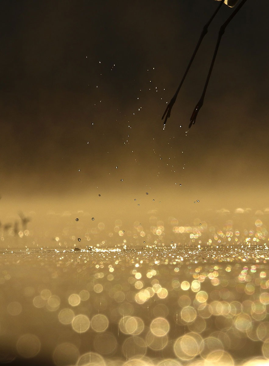 Winners | Photography Awards 2020 | Nature inFocus