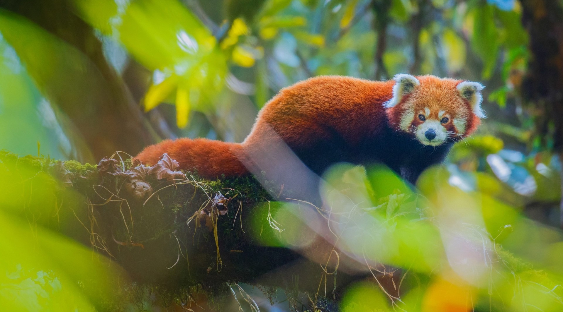 Tapash Roy, Wildlife Photographer | Nature inFocus