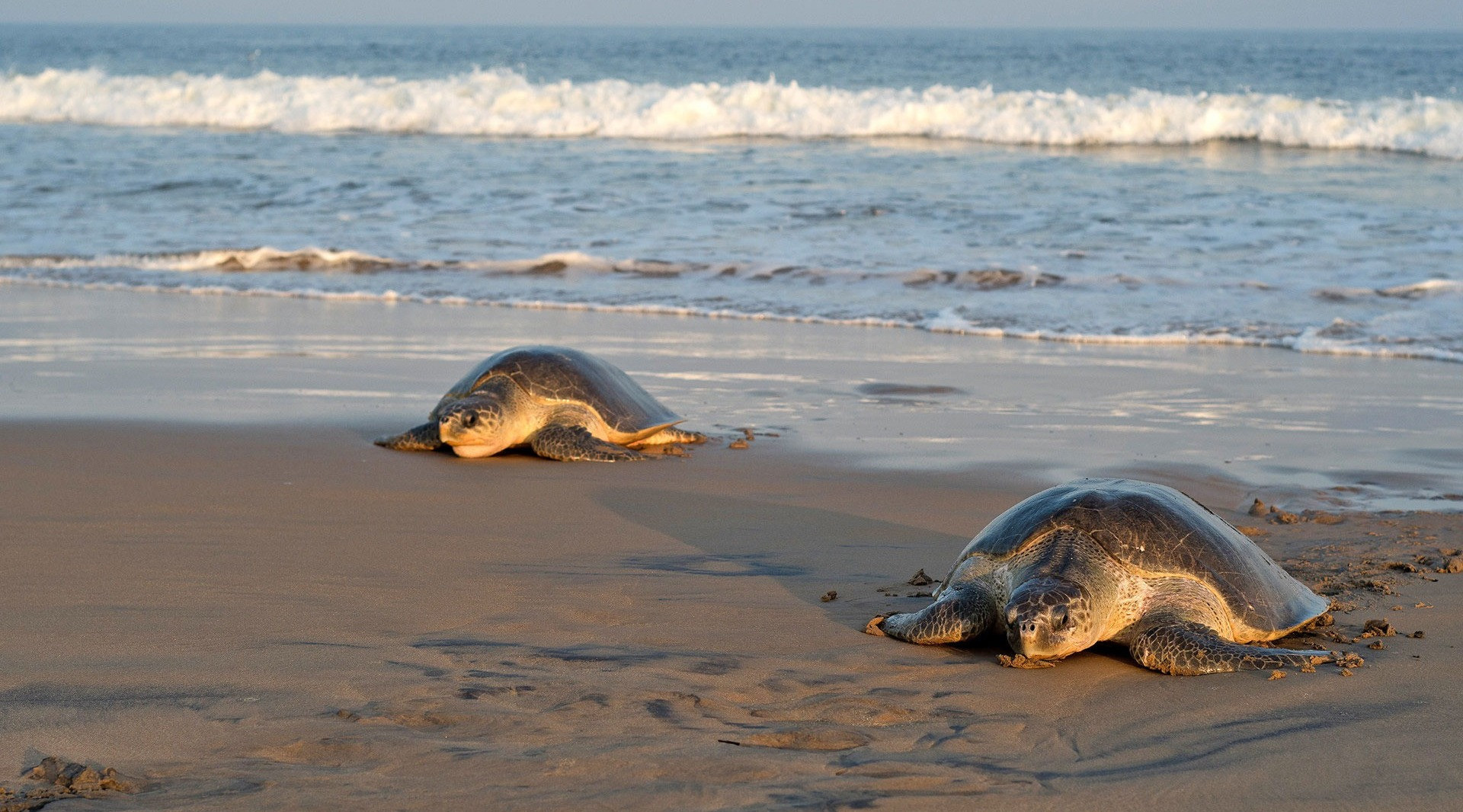 The Vulnerable Birth Of Olive Ridley Sea Turtles | Nature inFocus
