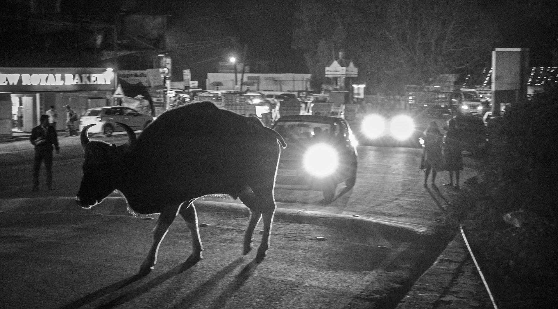 Sharing Space With Gaurs | Nature inFocus