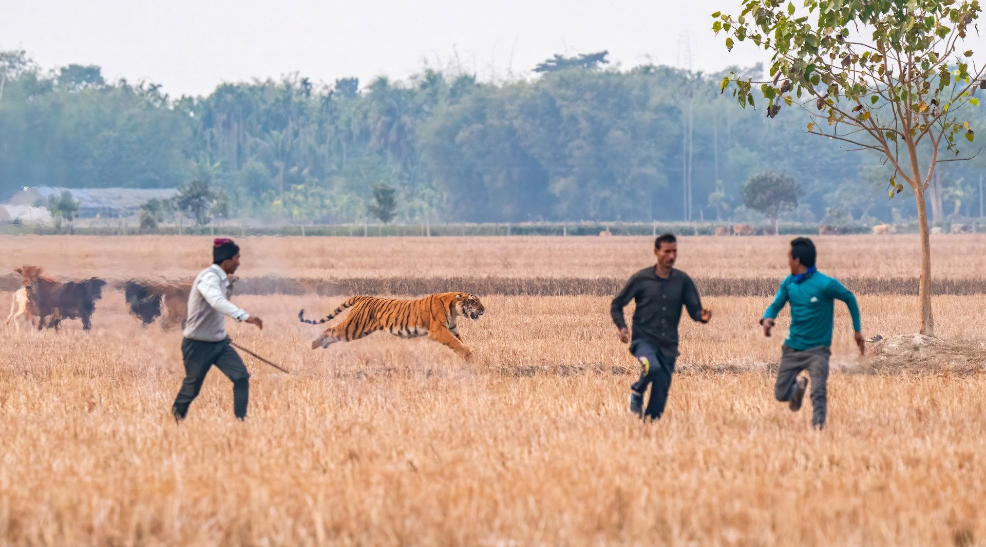 The Anatomy Of A Human-Tiger Conflict Situation | Nature inFocus