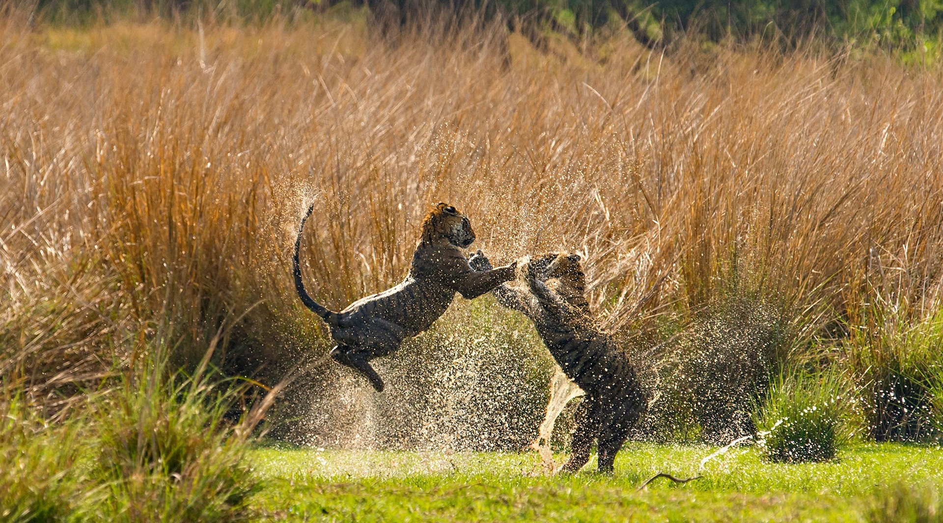 A Splash Of Tiger Stripes | Nature inFocus