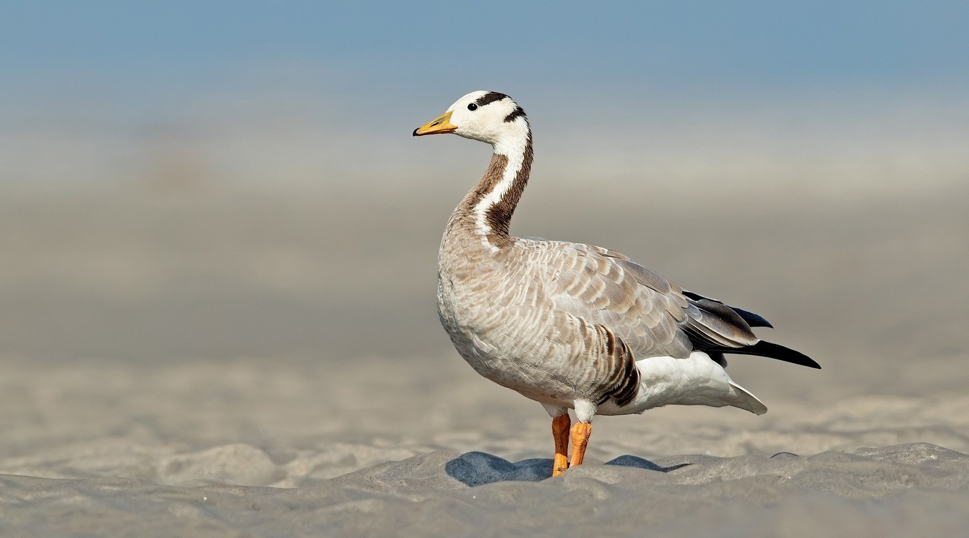 Bar-Headed Goose: The High-Flying Migrator | Nature inFocus