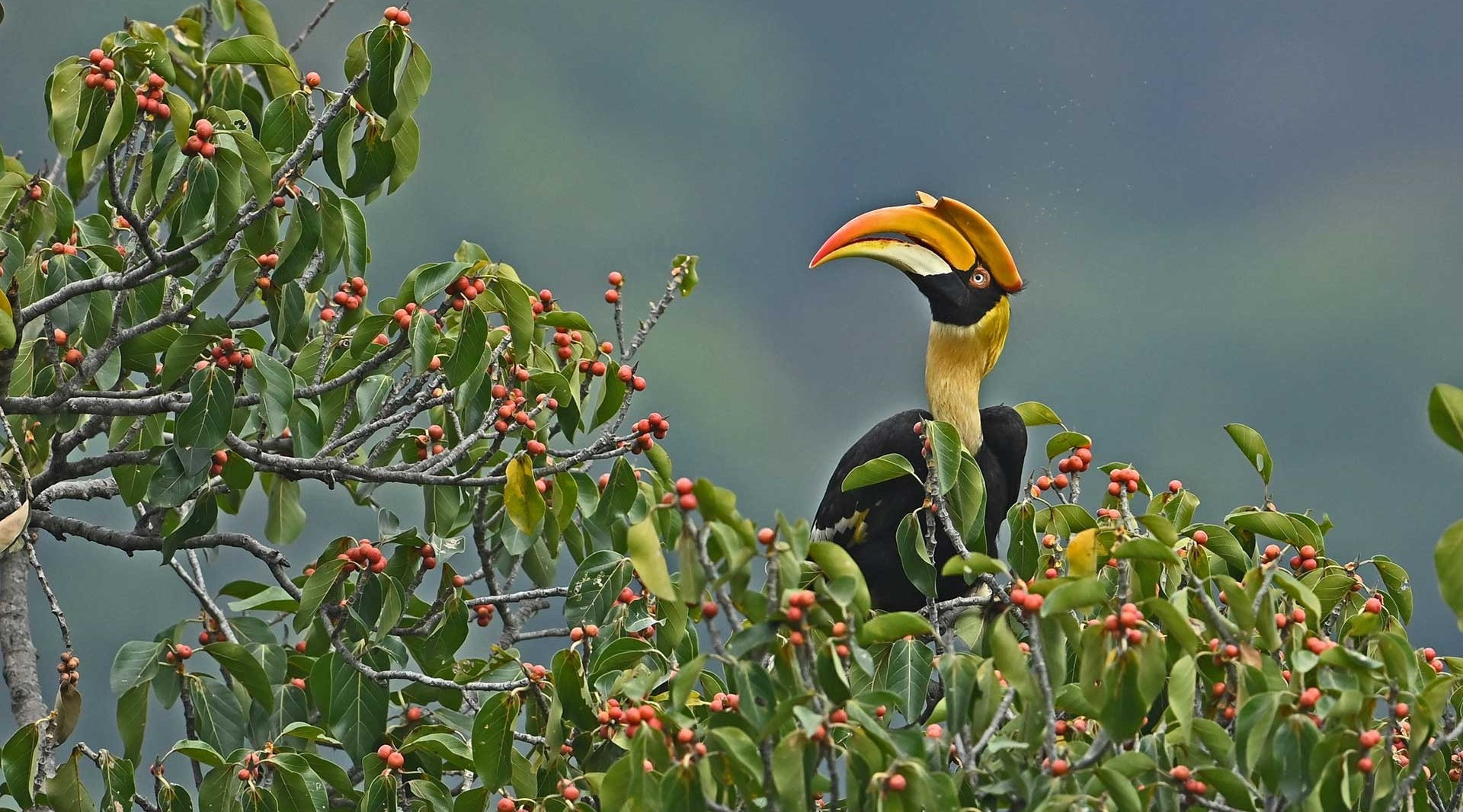 Pooja Pawar, Hornbill Biologist | Nature inFocus