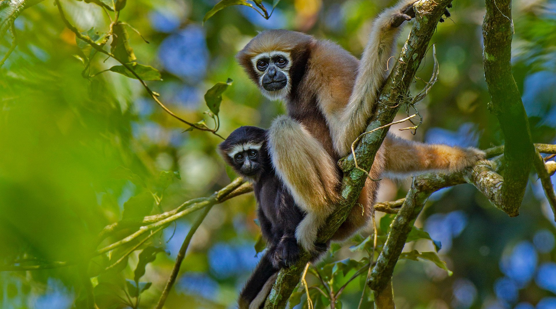Dehing Patkai | Nature inFocus