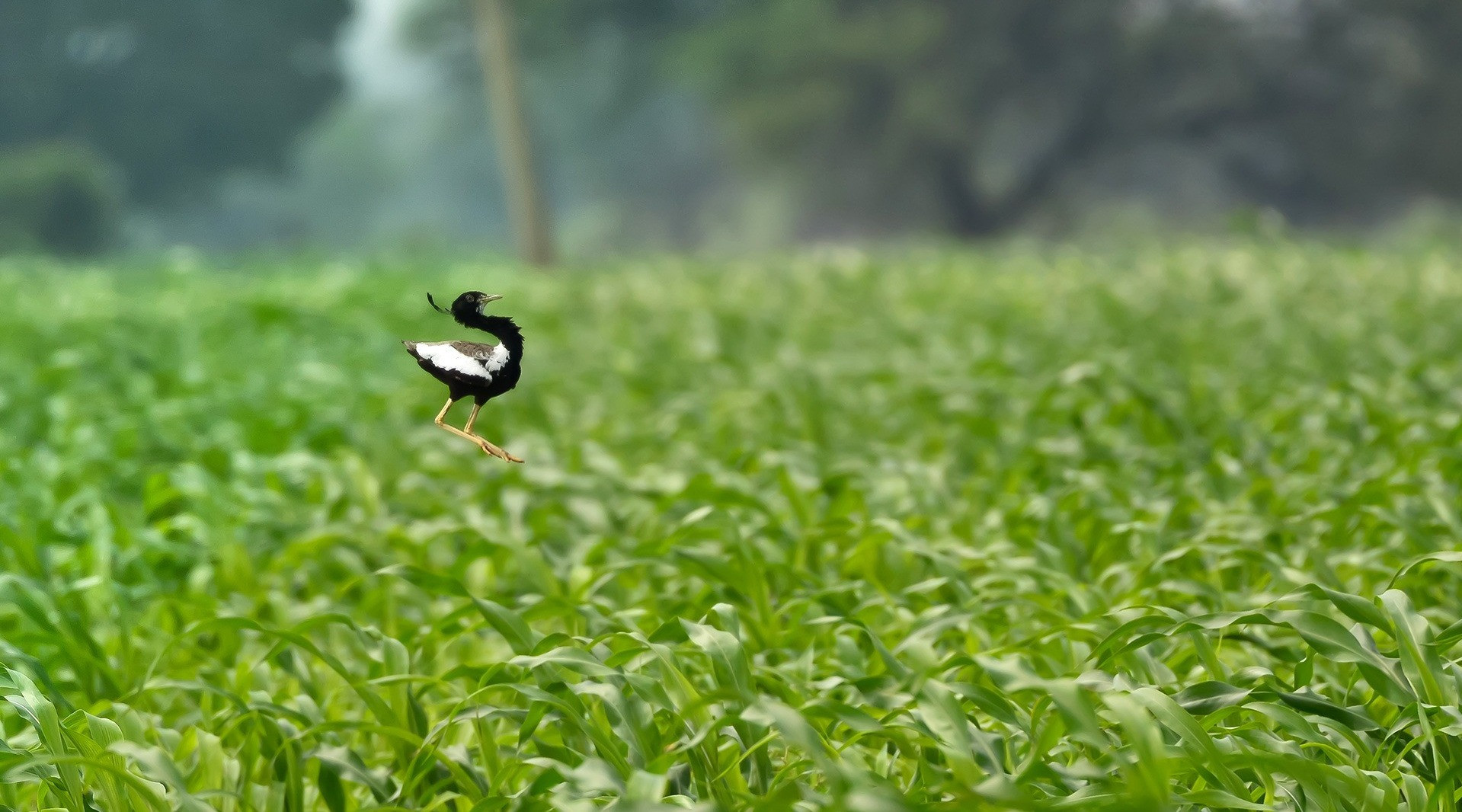 The Last Stronghold Of The Lesser Florican | Nature inFocus
