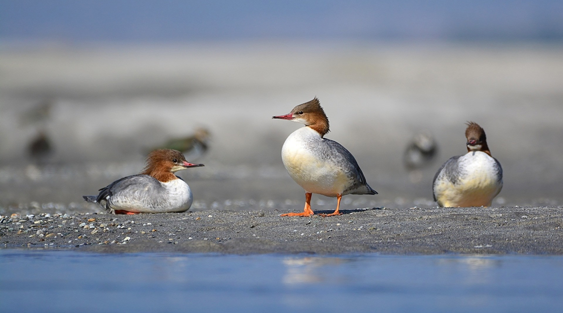 Moon Jana Roy, Wildlife Photographer | Nature inFocus