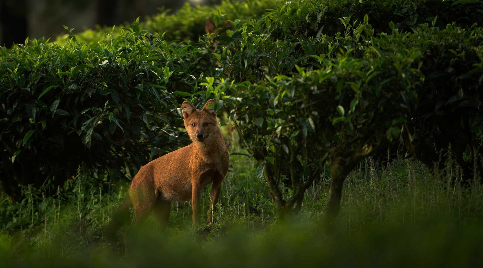 Sabiya Sheikh, Wild Animal Biologist | Nature inFocus