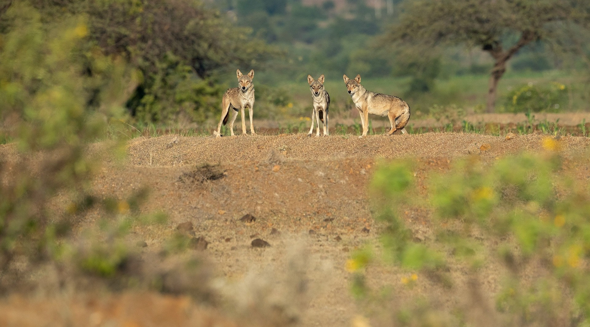 Anuja Malhotra, Policy Analyst, Centre for Policy Design, ATREE | Nature inFocus